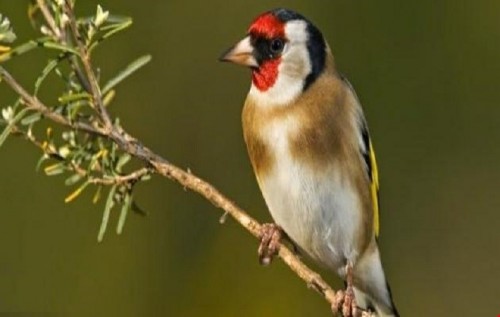 طائر صغير يعطل مشروعا بمليارات الدولارات! - الأخبار